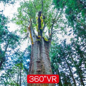 阿里山香林神木 | 阿里山轻VR全景旅游助手_指尖上